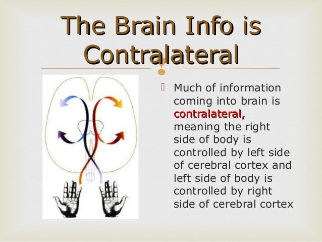 Survey of Anatomy and Physiology Chap 9 Part One