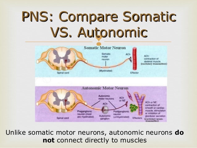 Somatic Neurons
