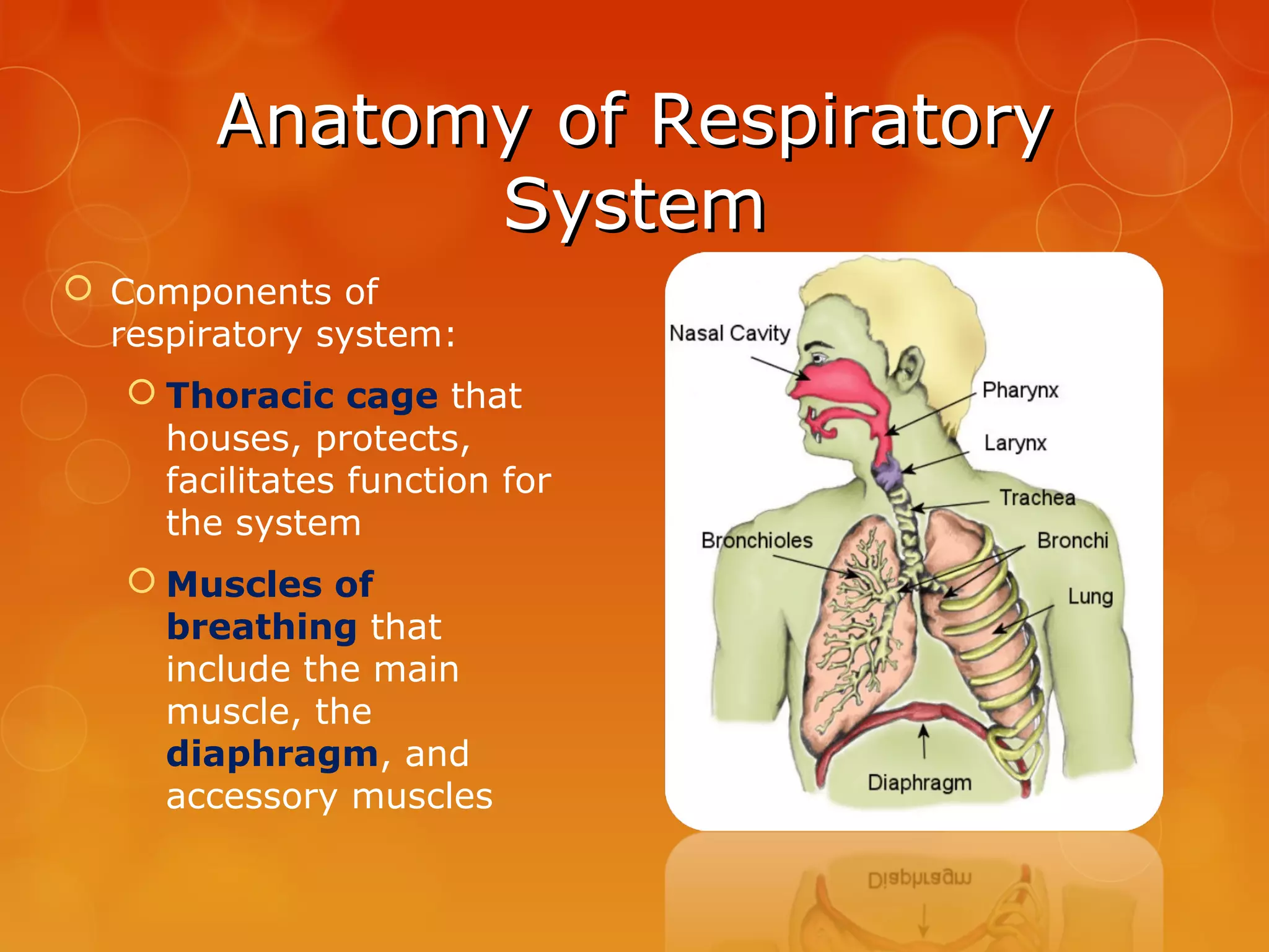 Survey of Anatomy & Physiology Chap 13 | PPT