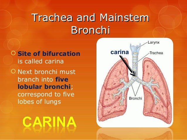 Survey of Anatomy & Physiology Chap 13