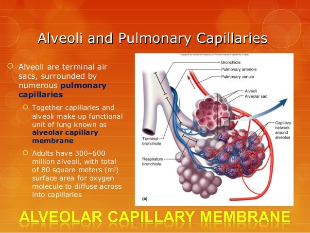 Survey of Anatomy & Physiology Chap 13