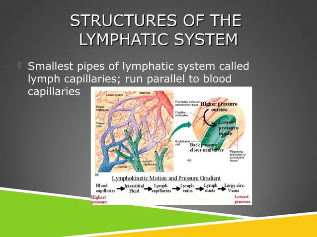 Survey of Anatomy & Physiology Chap 14 | PPT