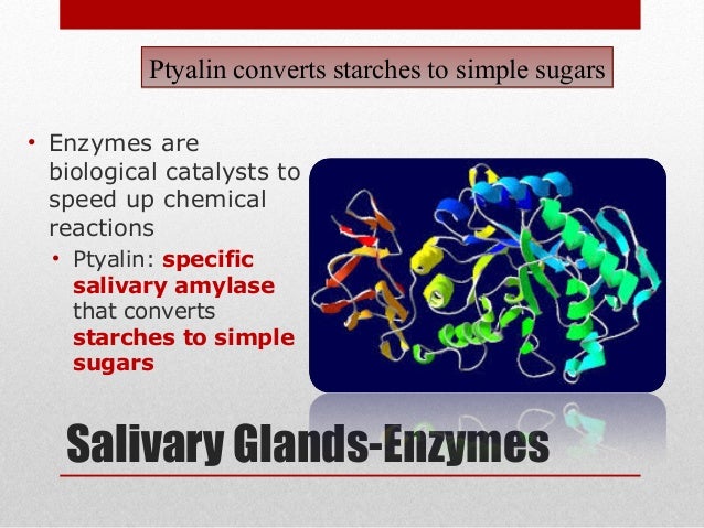 Survey of Anatomy & Physiology Chap 15