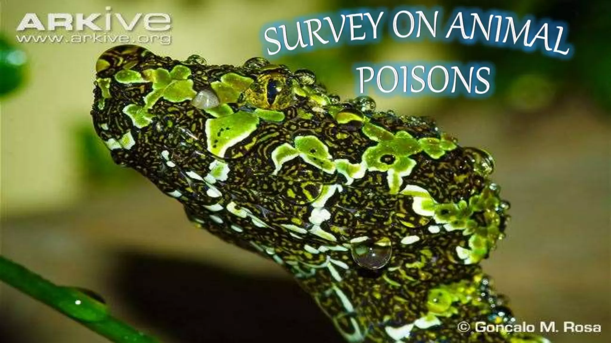 Survey of animal poison,different types of organisms and their poisonic ...