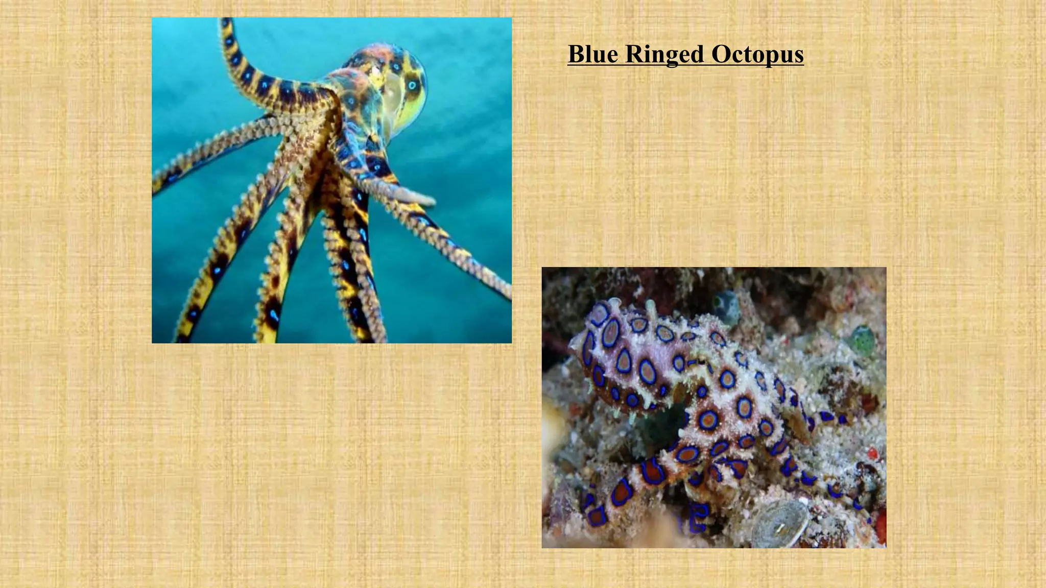 Survey of animal poison,different types of organisms and their poisonic ...