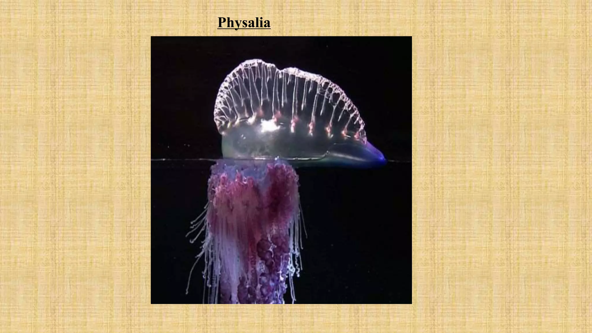 Survey of animal poison,different types of organisms and their poisonic ...