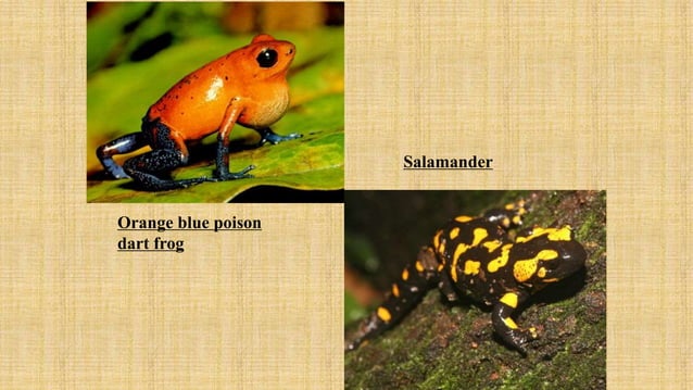 Survey of animal poison,different types of organisms and their poisonic ...
