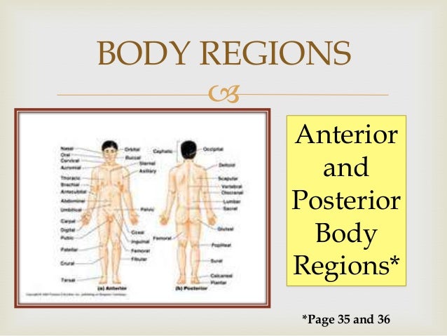 Survey of human anatomy and physiology Chapter 1 to 4