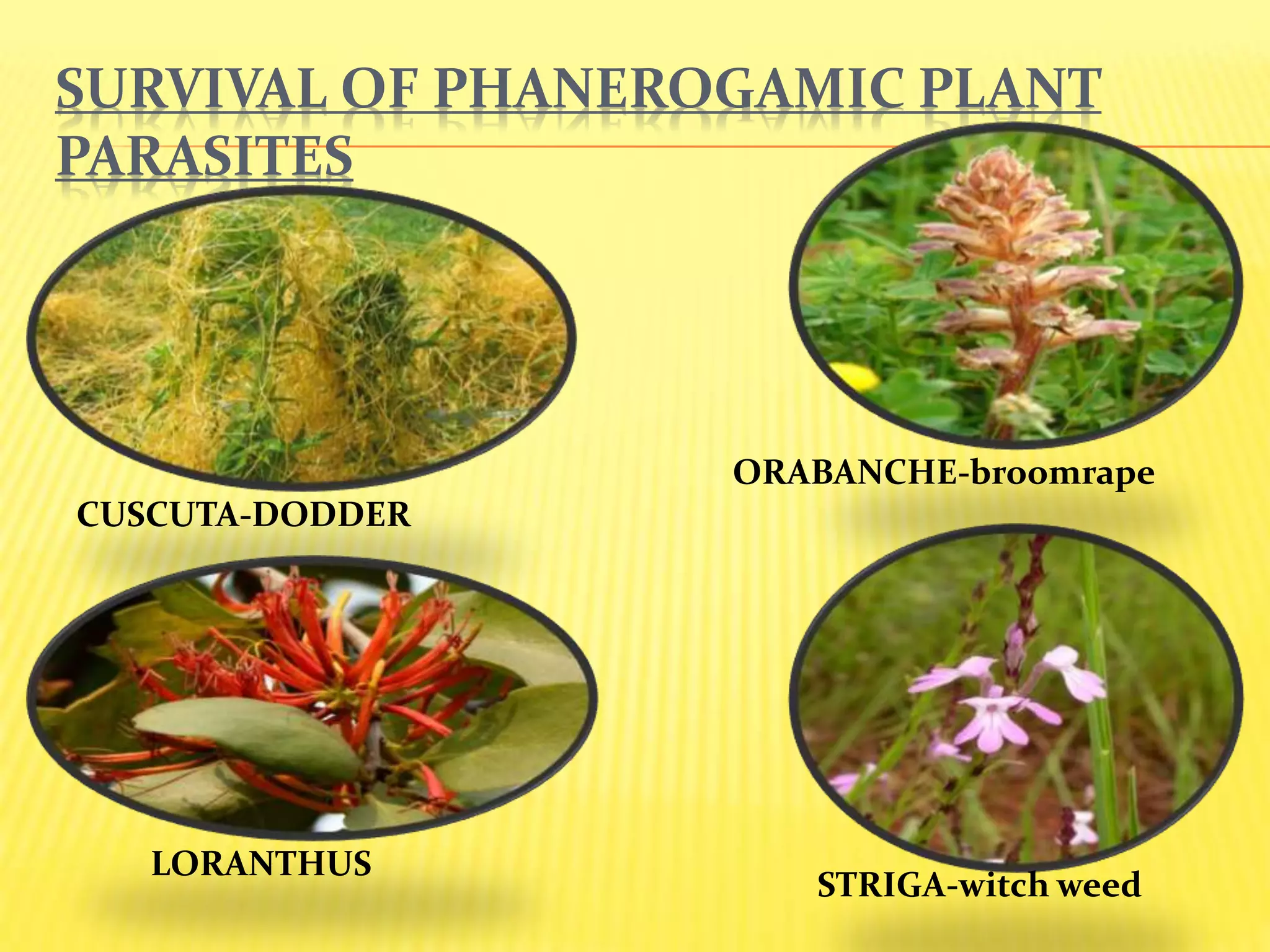 Survival and dispersal of important plant pathogen | PPTX