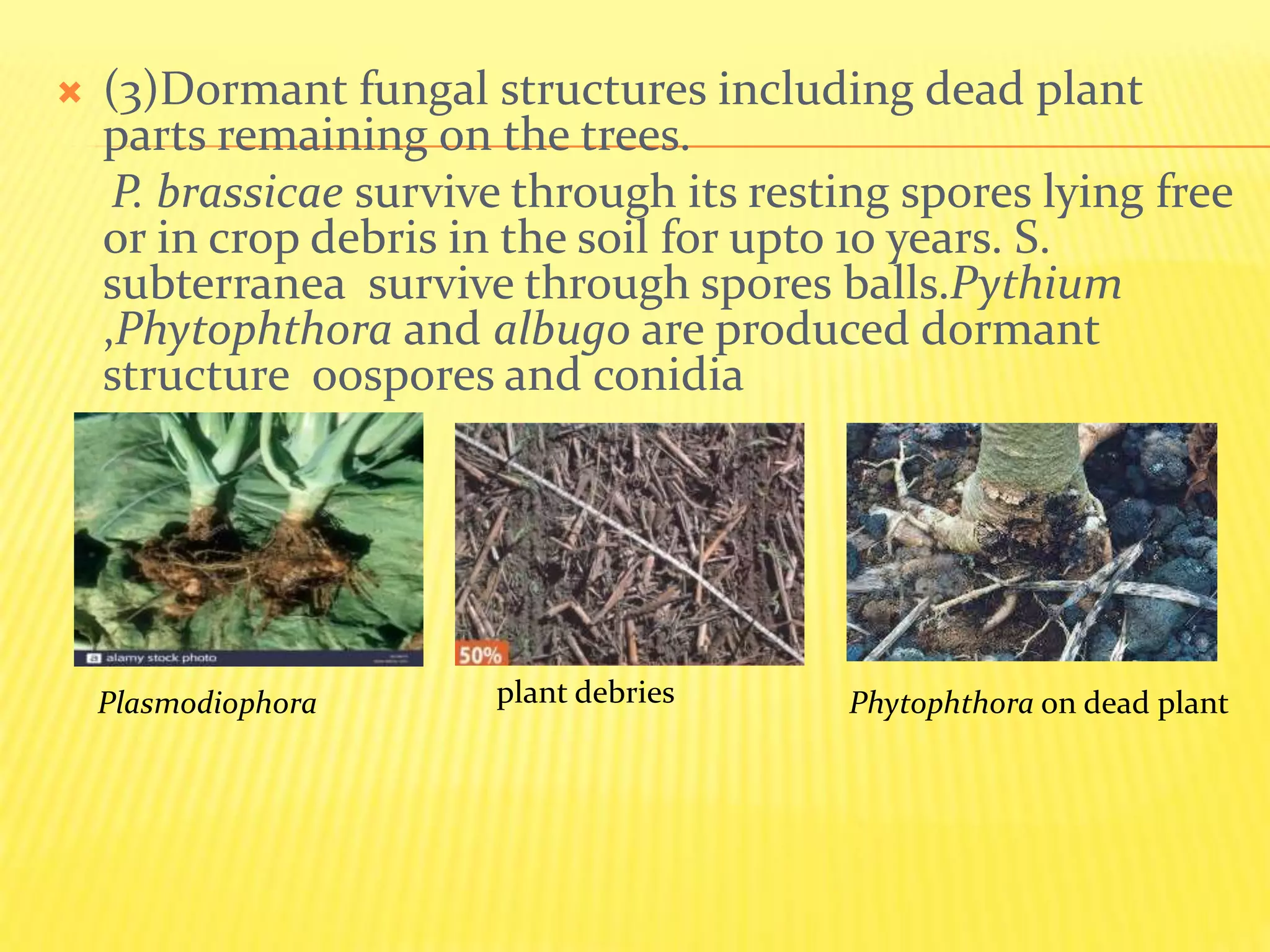 Survival and dispersal of important plant pathogen | PPTX