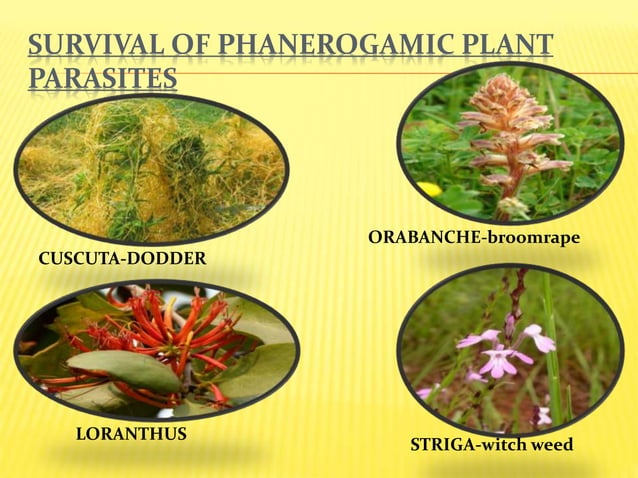 Survival and dispersal of important plant pathogen | PPTX