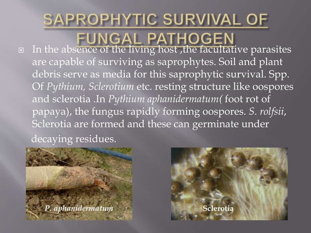 Survival and dispersal of important plant pathogen | PPTX