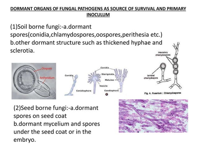 Survival and dispersal of important plant pathogen | PPTX