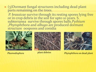 Survival and dispersal of important plant pathogen | PPTX