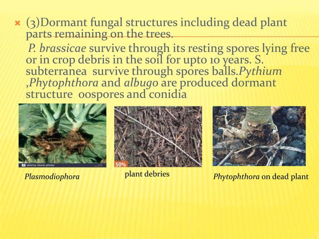 Survival and dispersal of important plant pathogen | PPT