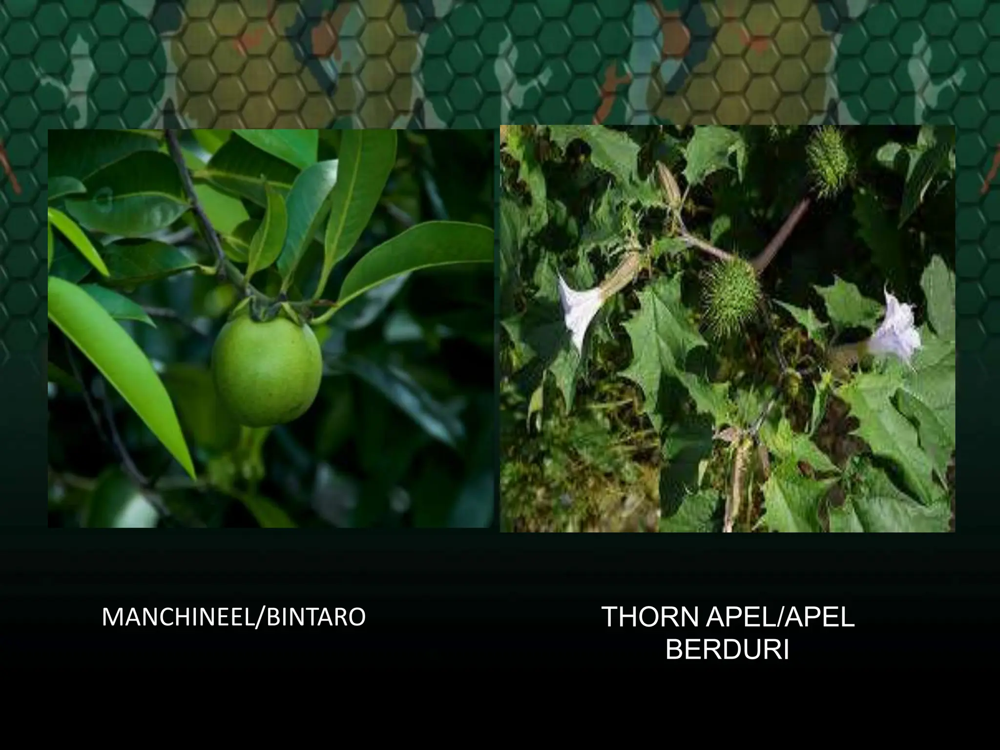 Survival Dasar New ari team monus sekolah | PPT