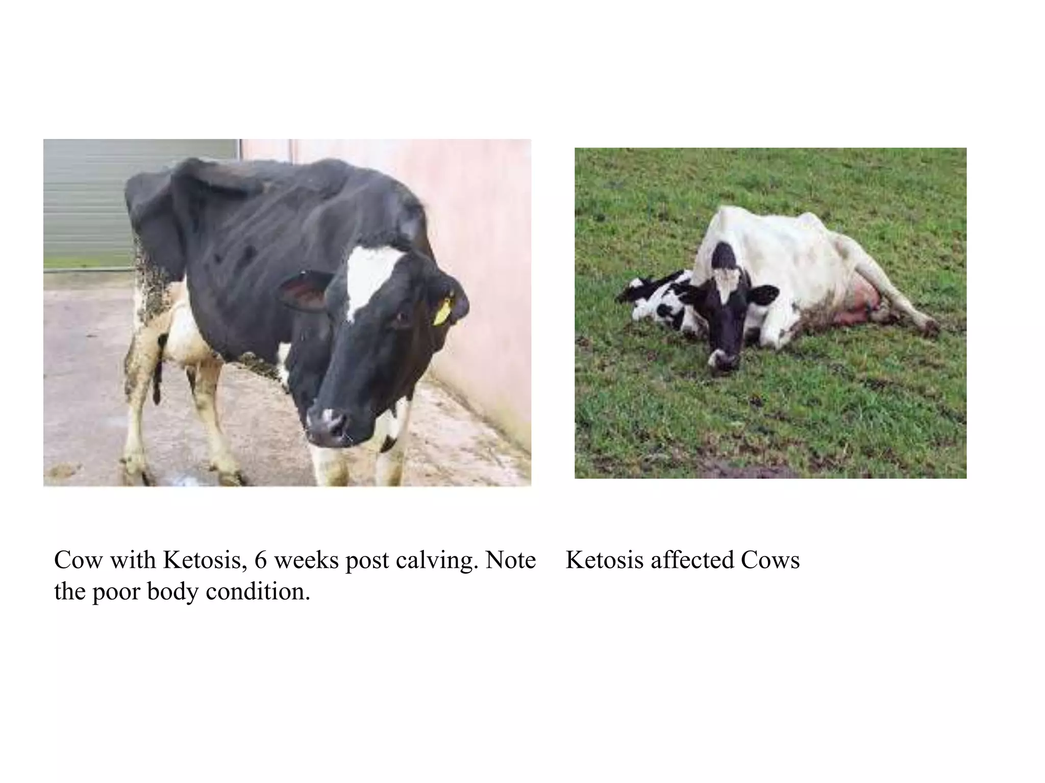 ketosis In Cows | PPTX