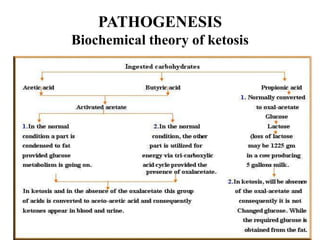 ketosis In Cows | PPTX