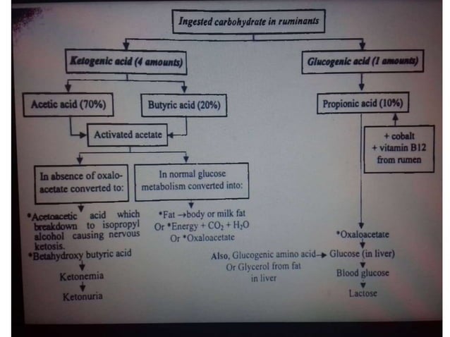ketosis In Cows | PPTX | Endocrine and Metabolic Diseases | Diseases ...