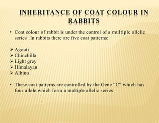 Gene interactions and multiple alleles.pptx