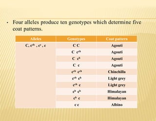 Gene interactions and multiple alleles.pptx