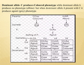Gene interactions and multiple alleles.pptx
