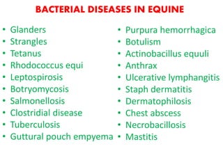 Bacterial Disease Of Equine by Surya Kant Agarwal | PPT