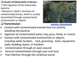 Bacterial Disease Of Equine by Surya Kant Agarwal | PPT