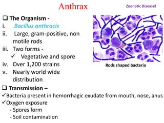 Bacterial Disease Of Equine by Surya Kant Agarwal | PPTX