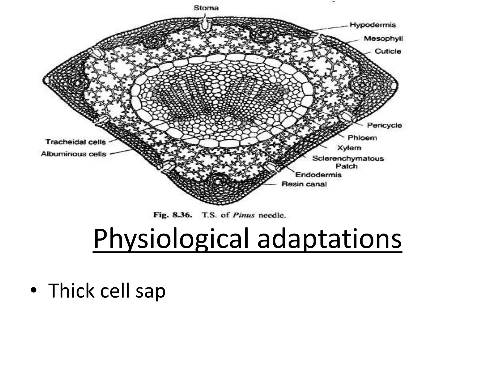 Ecological groups | PPTX