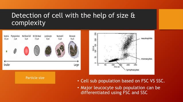 Hematopoetic Stem Cell enumeration by Flowcytometry | PPT