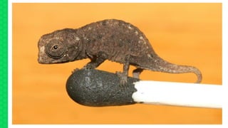 Keynote: Evolve or die - Simon Briggs, SUSE | PPT