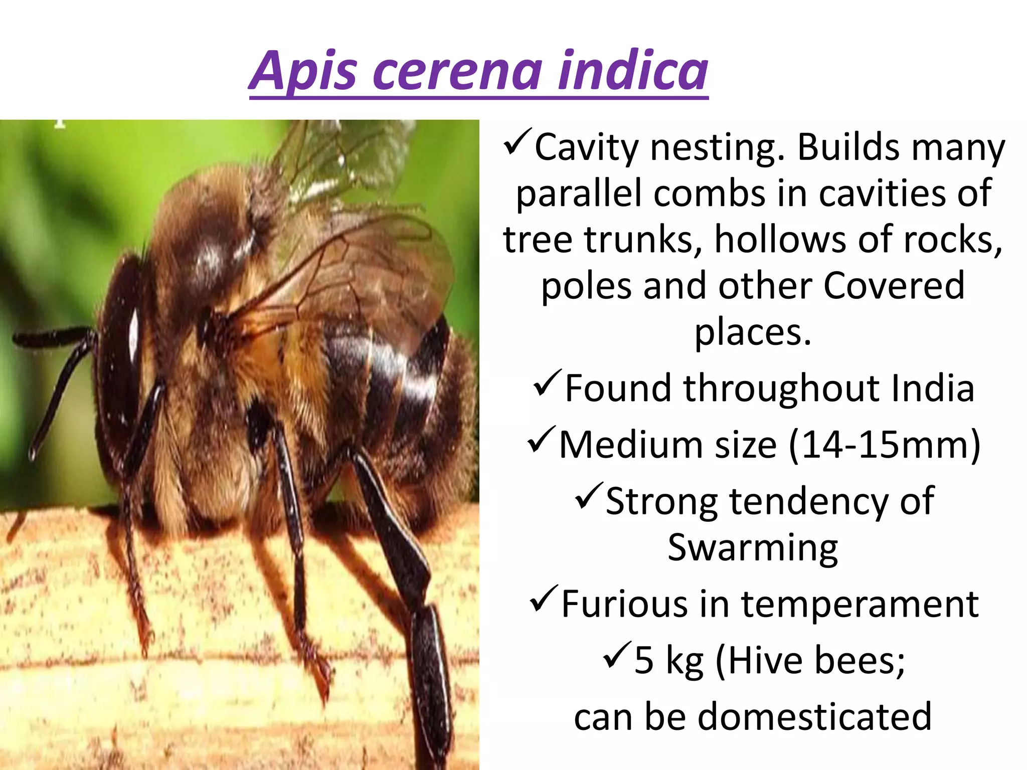 Apiculture | PPTX