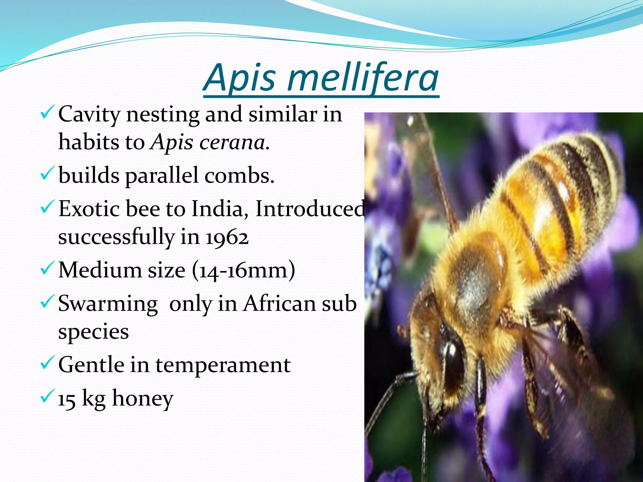 Apiculture | PPTX