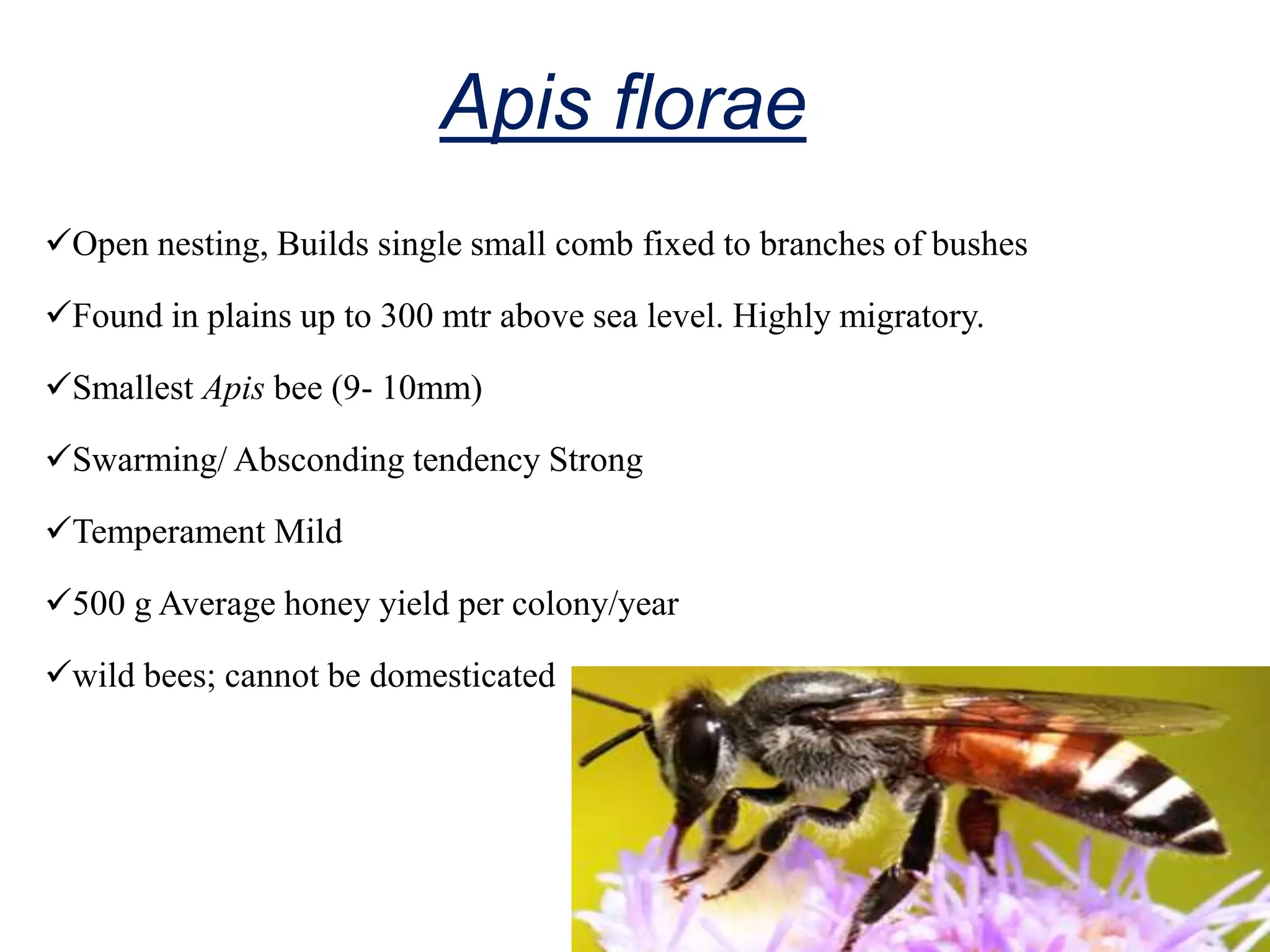 Apiculture | PPTX