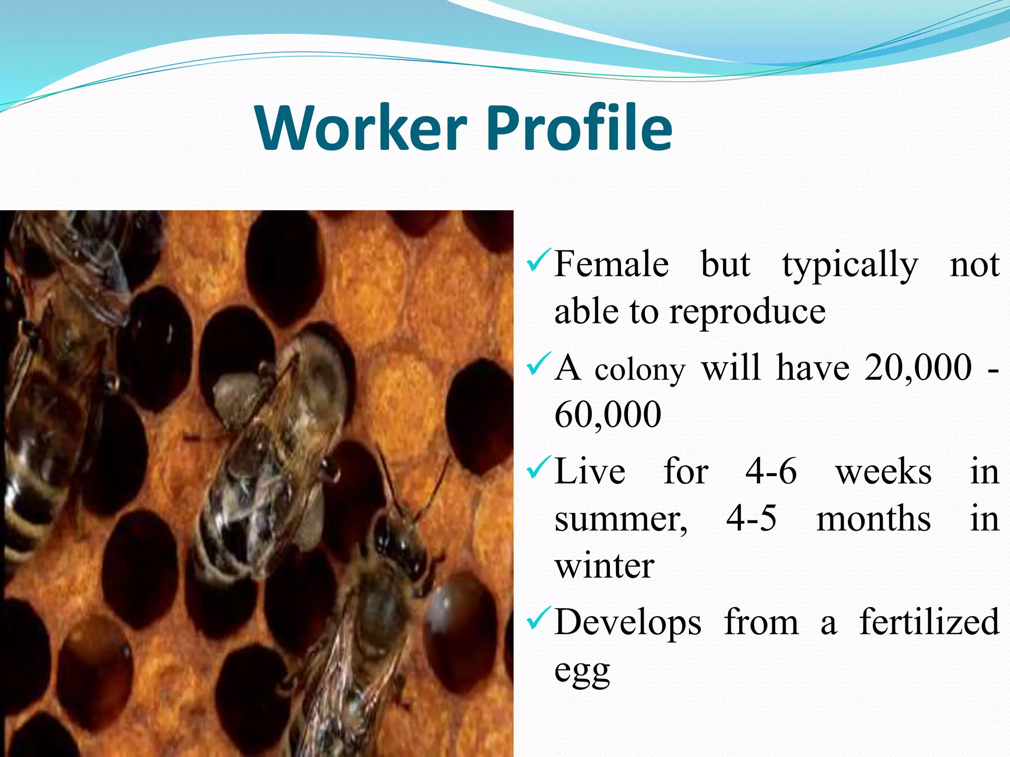 Apiculture | PPTX