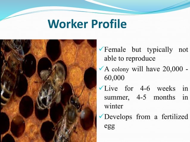 Apiculture | PPTX