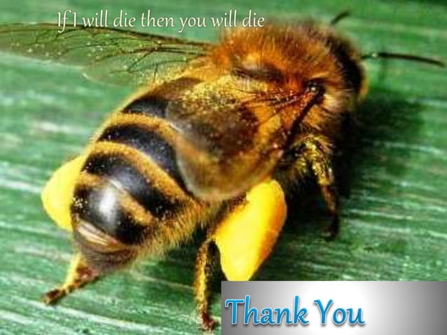 Apiculture | PPTX