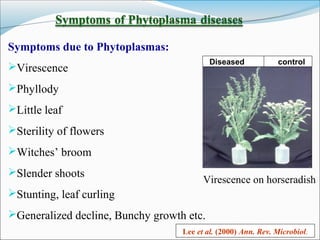 phytoplasma.ppt
