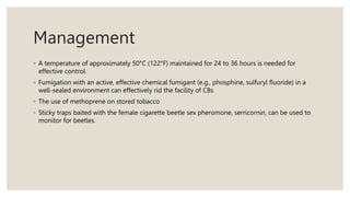 Cigerette beetle , it is an storage pest causing damage to food ...