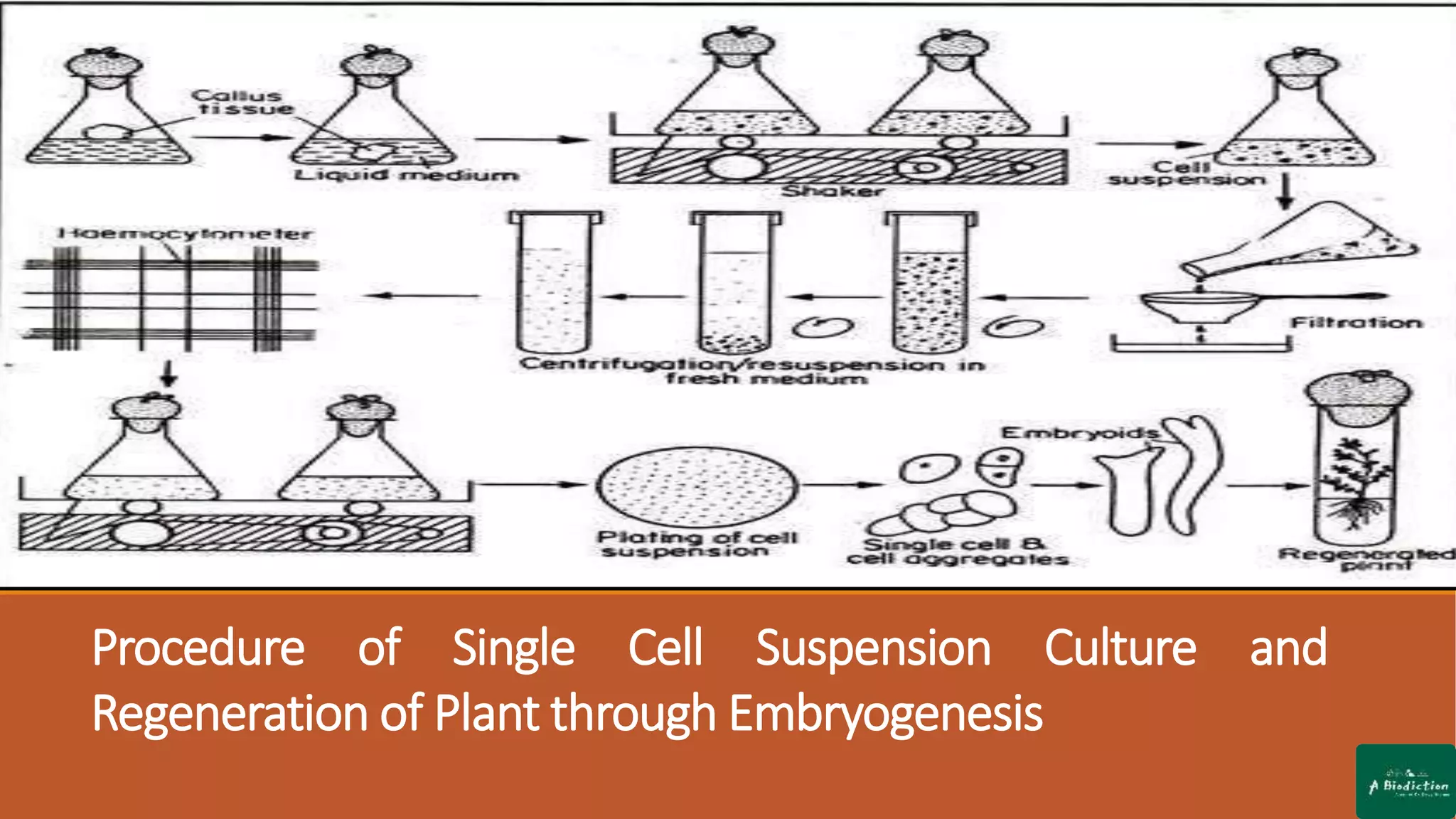 Cell Suspension Culture in Plants | PPTX