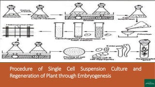 Cell Suspension Culture in Plants | PPTX