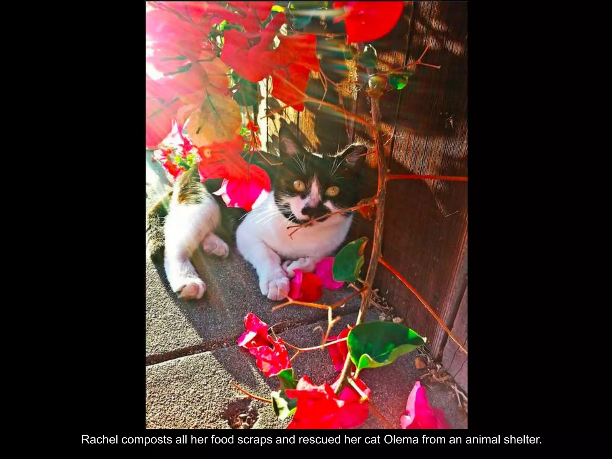 yerdle 2013 Impact Assessment Slideshow | PPT