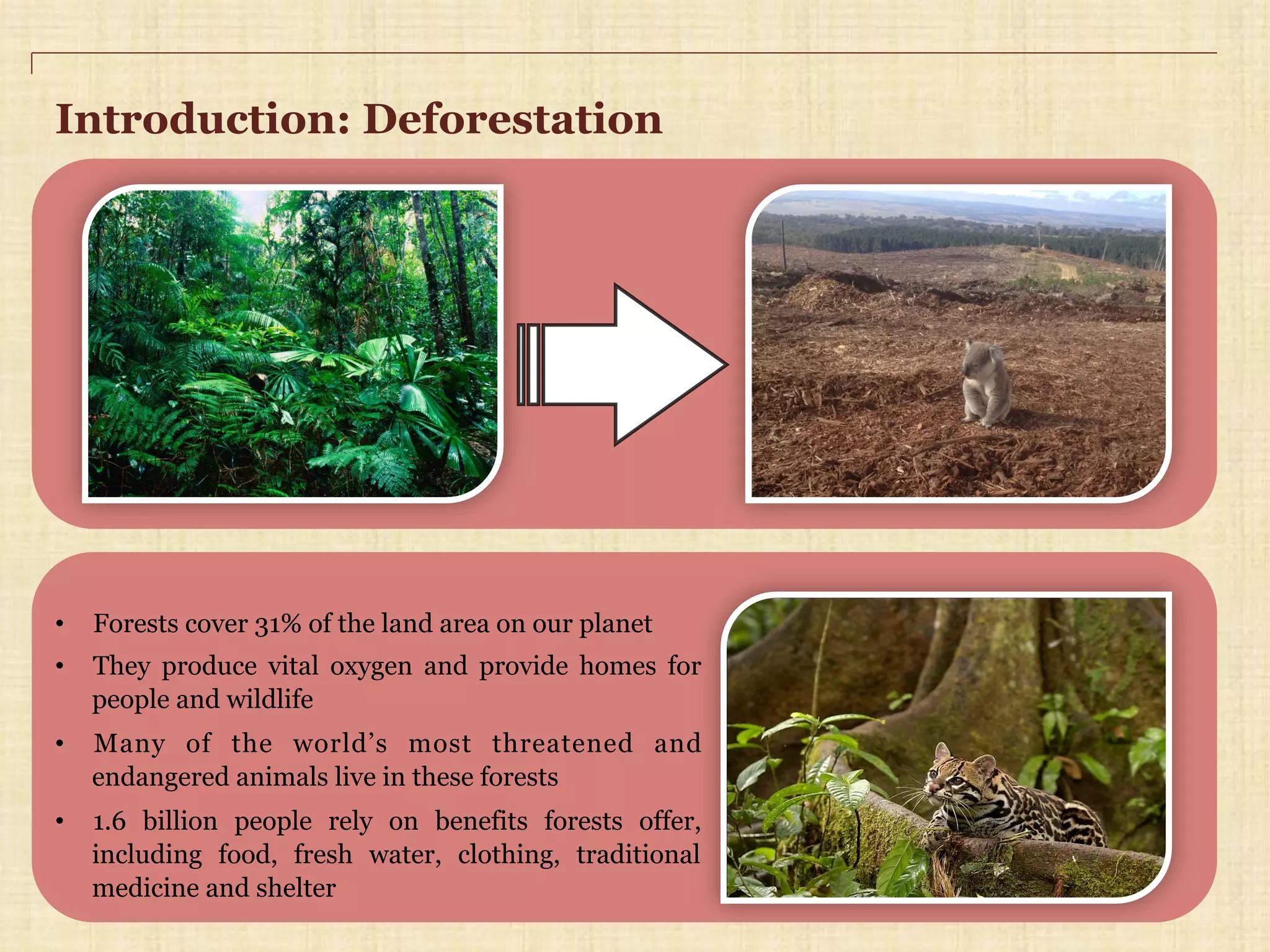 Deforestation: Causes, Effects and Solutions | PDF