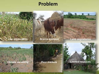 Sustainability in cropping system | PPTX