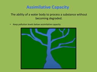 Sustainability: Water Pollution in New Zealand | PPTX