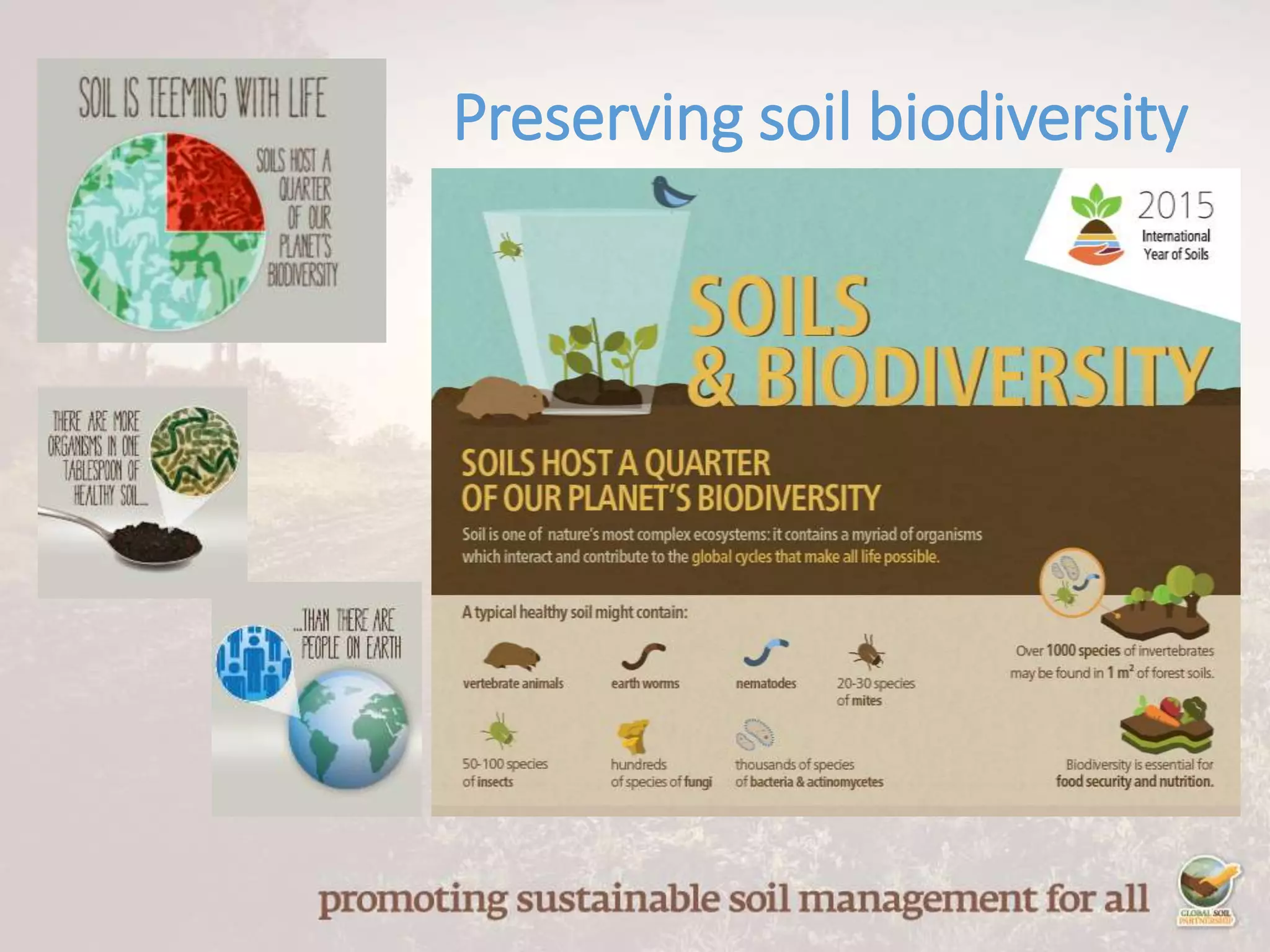 Sustainable Soil Management | PPTX