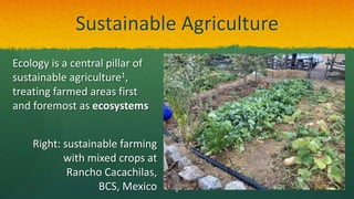 Sustainable Agriculture and the Future of Food | PPTX