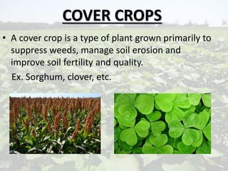 Sustainable agriculture presentation | PPTX