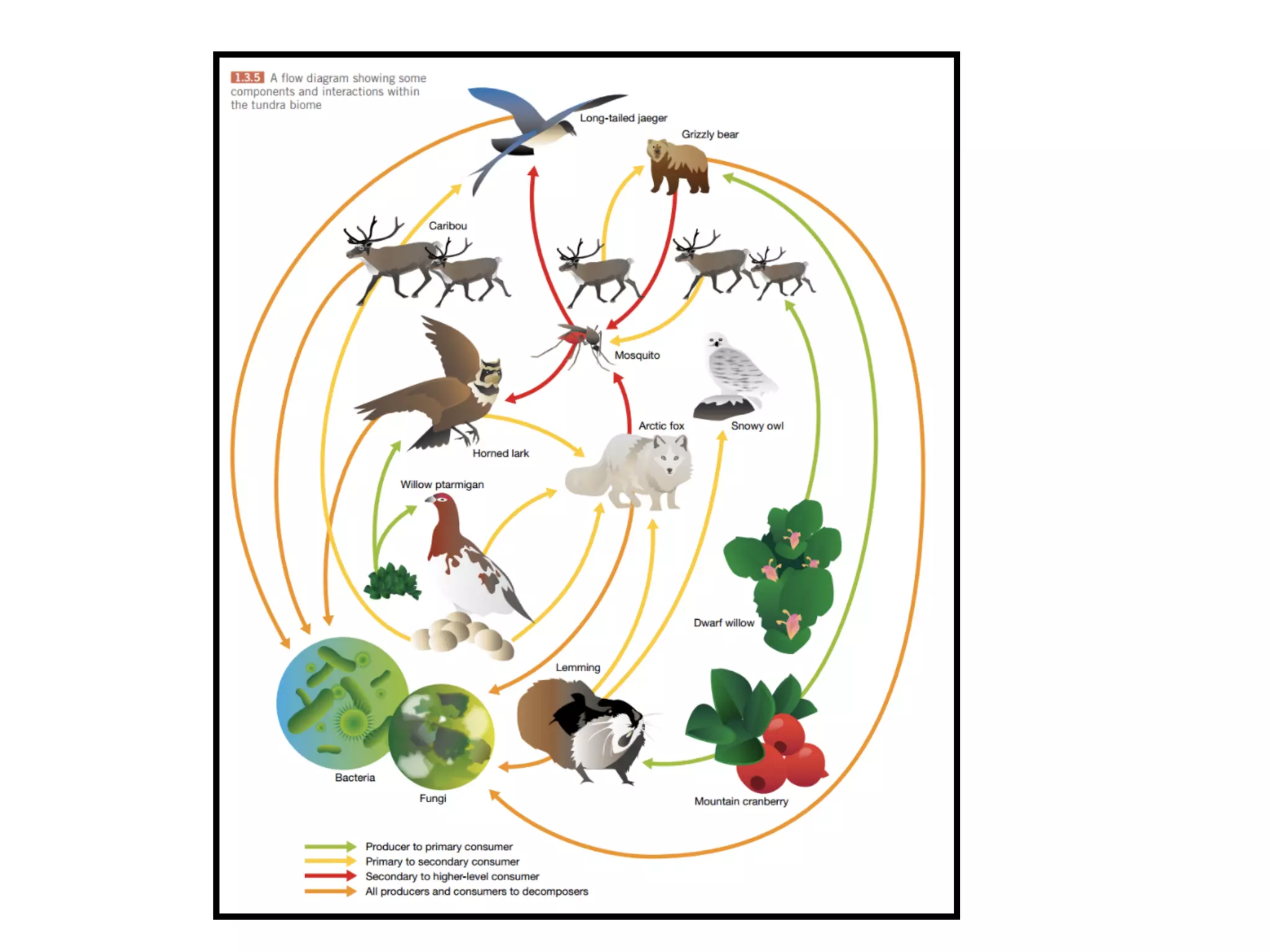 Sustainable biomes | PDF